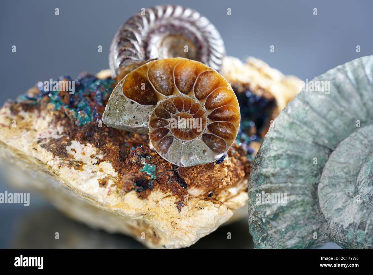 Decorative snails hi-res stock photography and images - Alamy