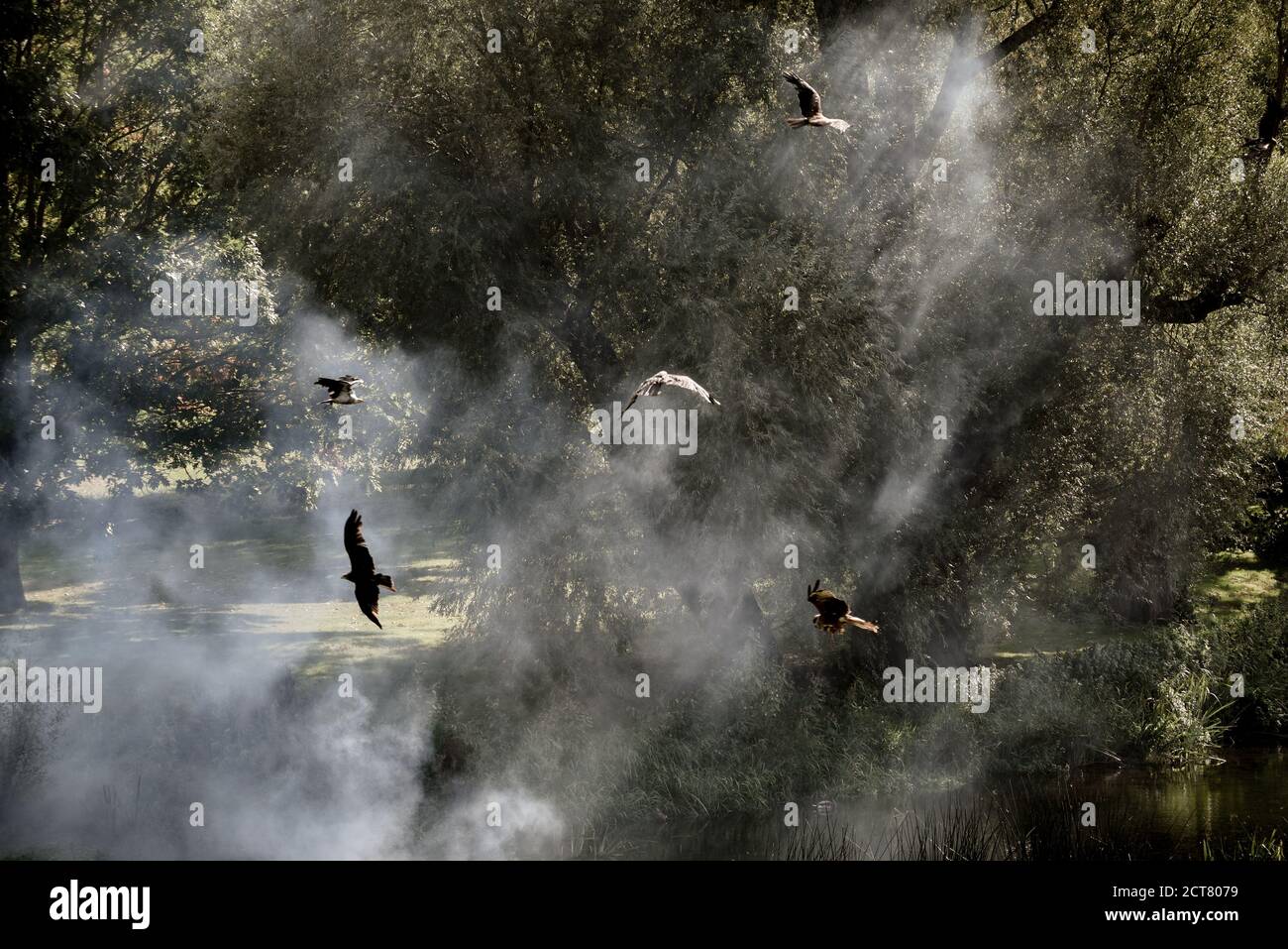 Birds of prey fly outdoors during a falconry exhibition Stock Photo - Alamy