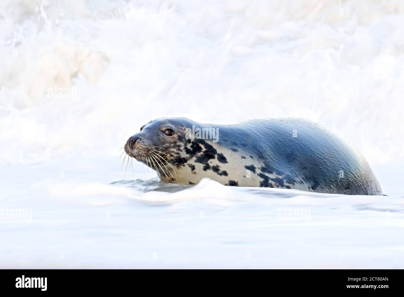 Adorable Harbor seal swimming in the water Stock Photo - Alamy