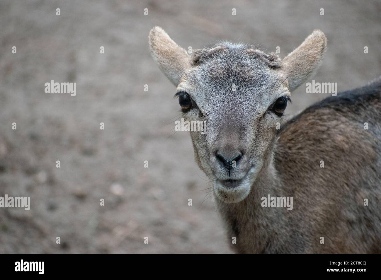 Face of a deer hi-res stock photography and images - Alamy