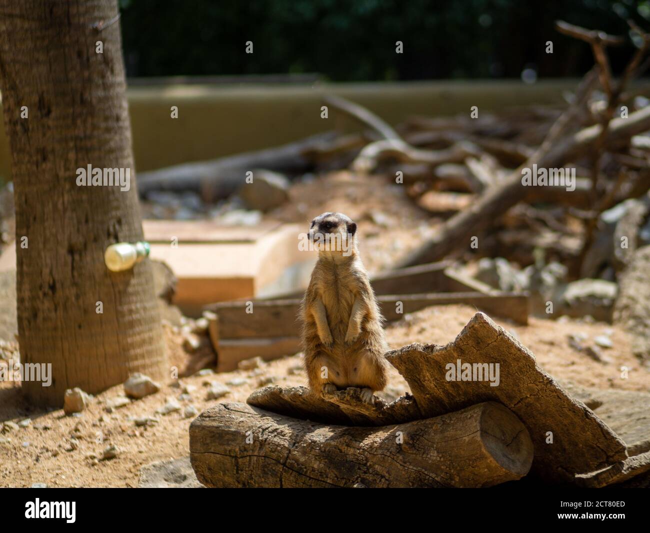 Adorable suricate in a zoo Stock Photo - Alamy