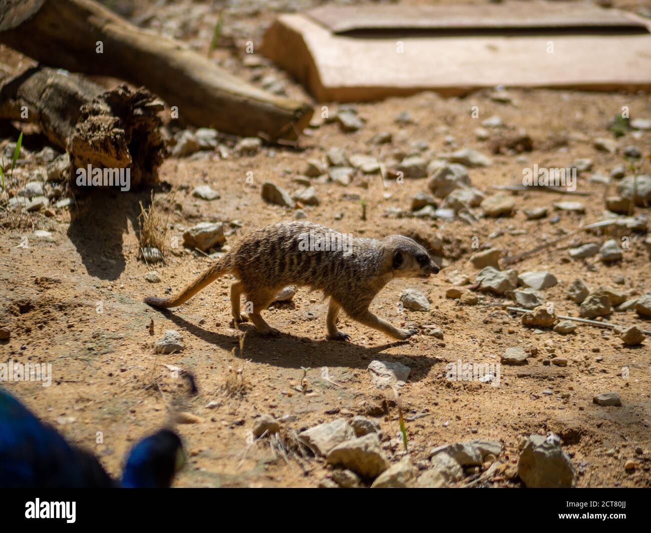 Adorable suricate in a zoo Stock Photo - Alamy