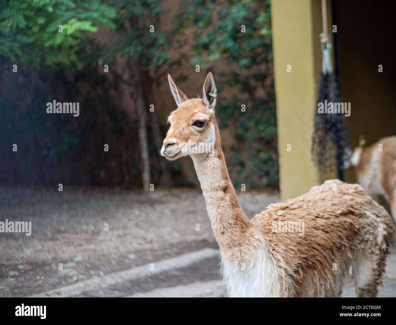 Adorable vicuna in a zoo Stock Photo - Alamy