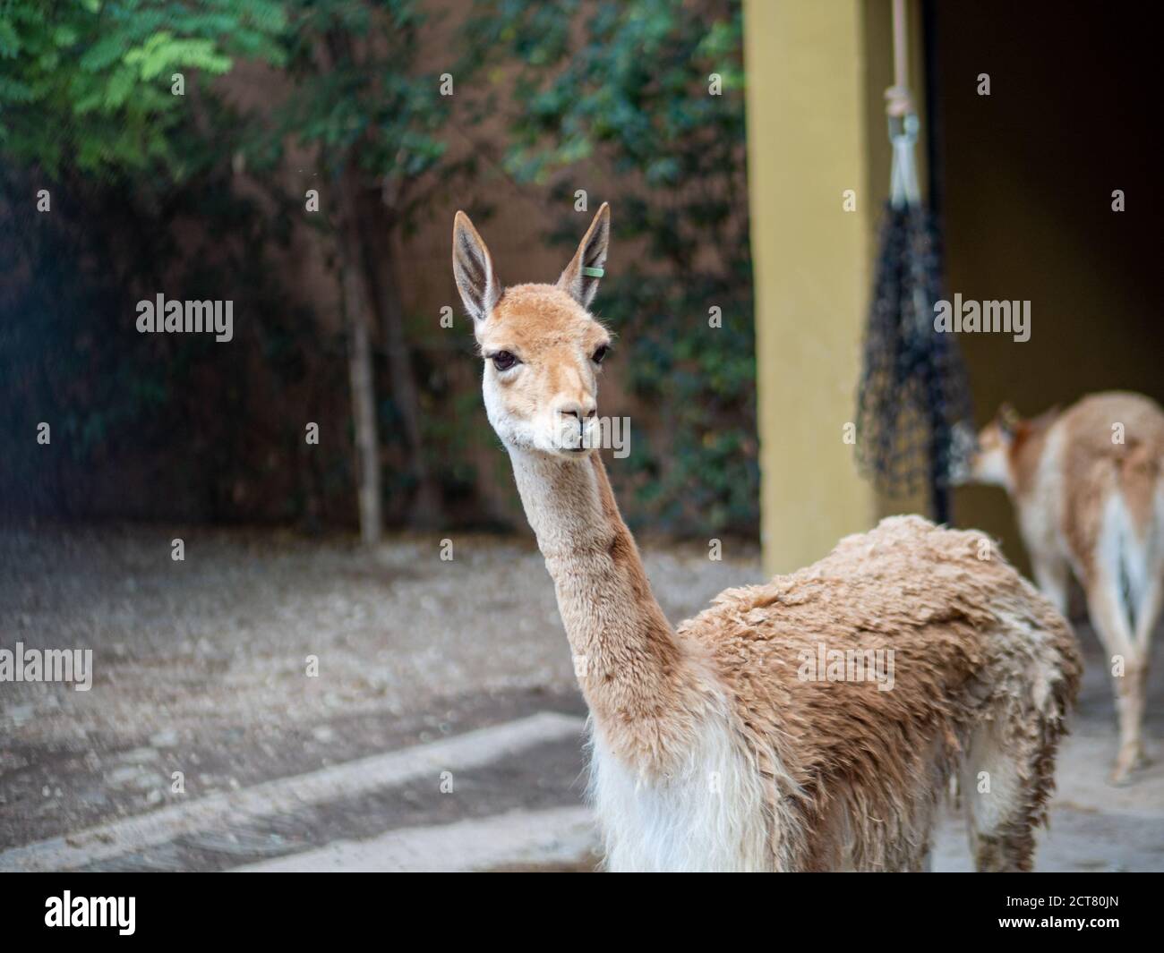 Adorable vicuna in a zoo Stock Photo - Alamy
