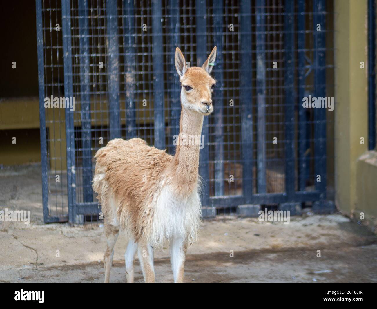 Adorable vicuna in a zoo Stock Photo - Alamy