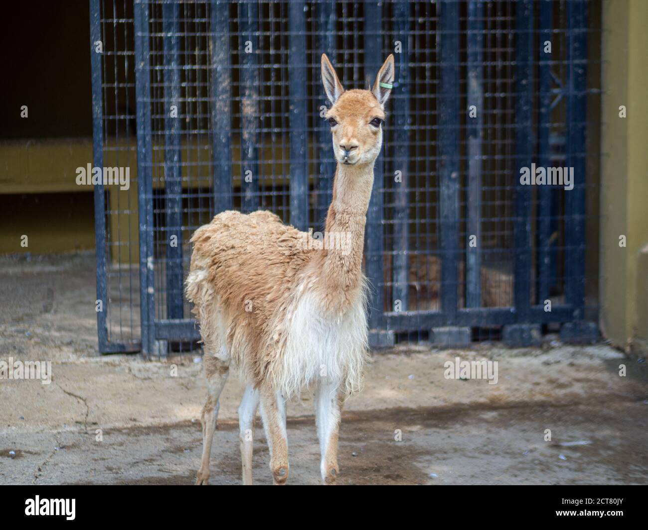 Adorable vicuna in a zoo Stock Photo - Alamy