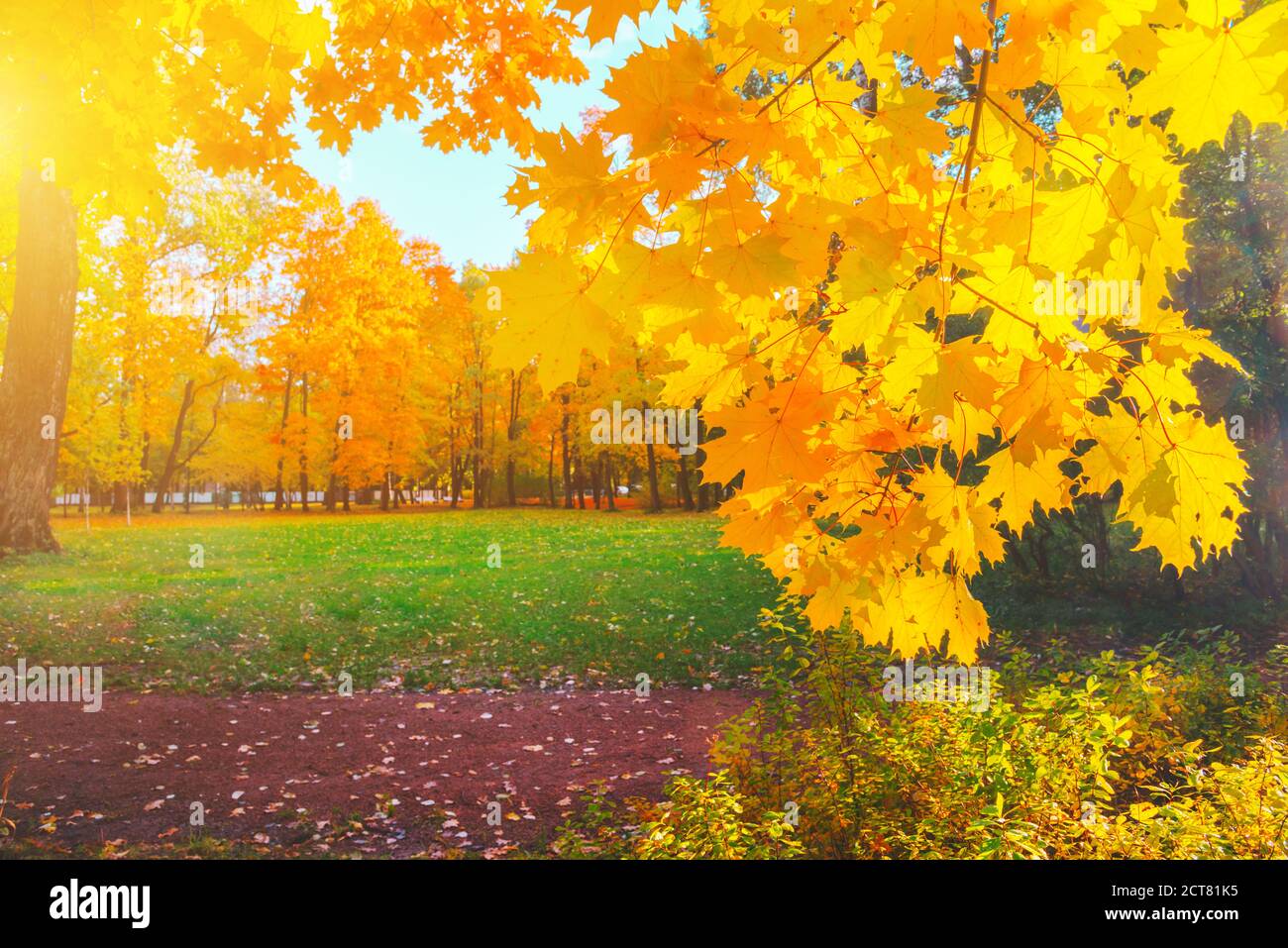 Autumn yellow closeup Bright orange maple tree bokeh Golden color flora in park Light sunny ...