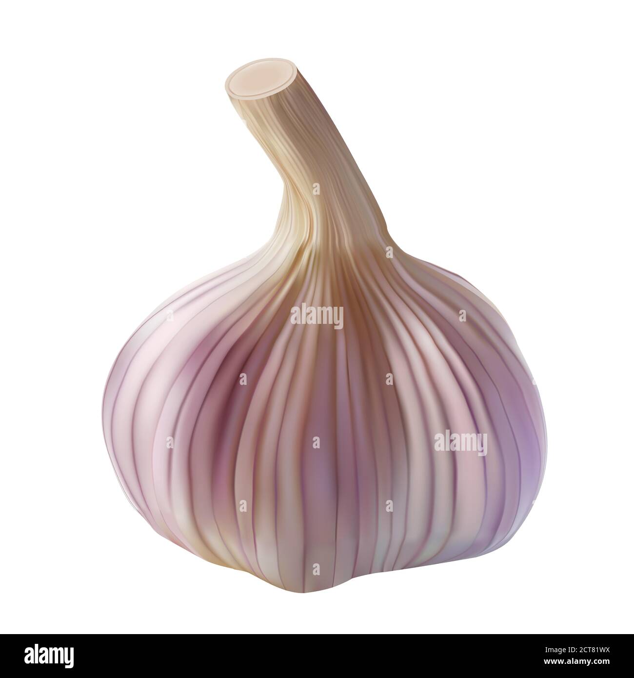 Realistic garlic bulb isolated on white. Vector illustration of spice ...