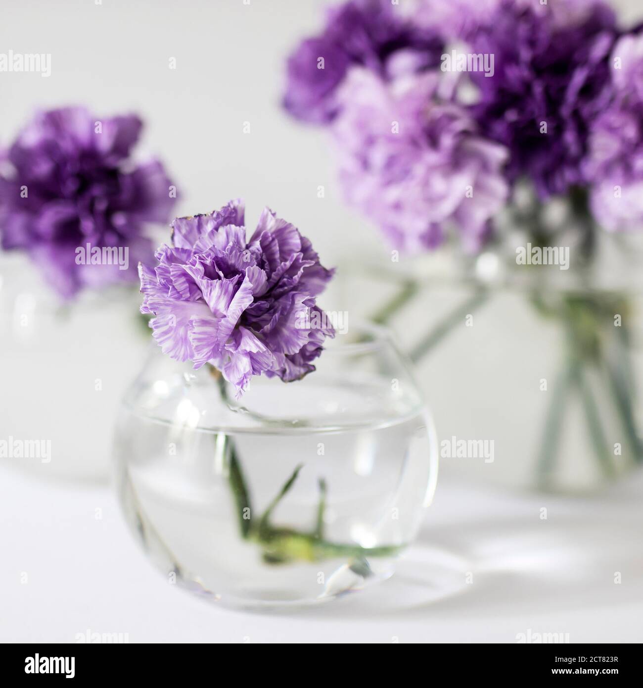 Bridal bouquets of lilac carnations in a four round glass vases ...