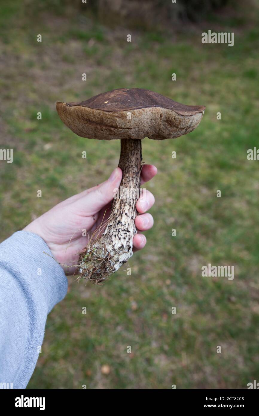 Leccinum scabrum, commonly known as rough-stemmed bolete, scaber stalk ...