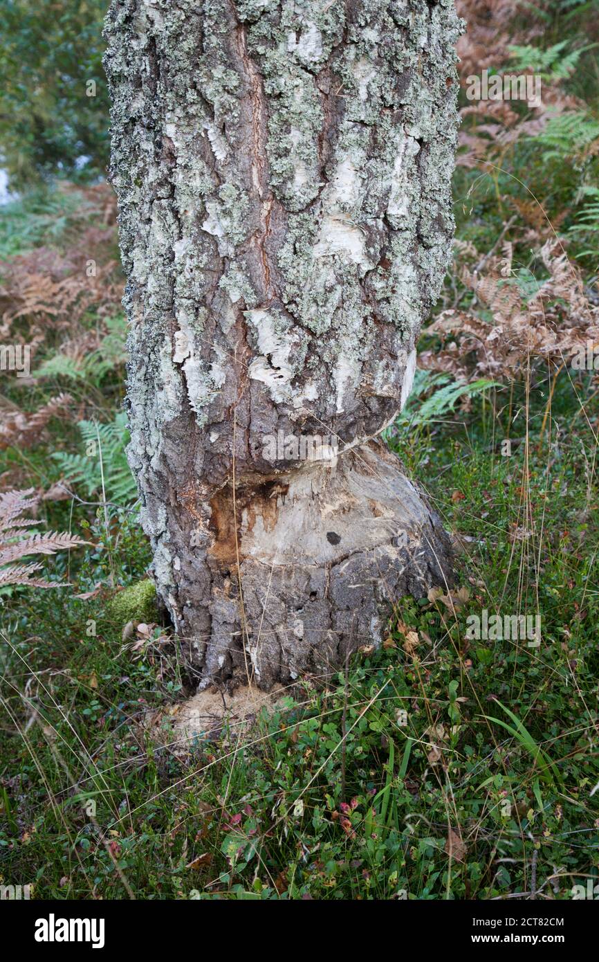 Pine tree used by beavers to gnaw on Stock Photo - Alamy
