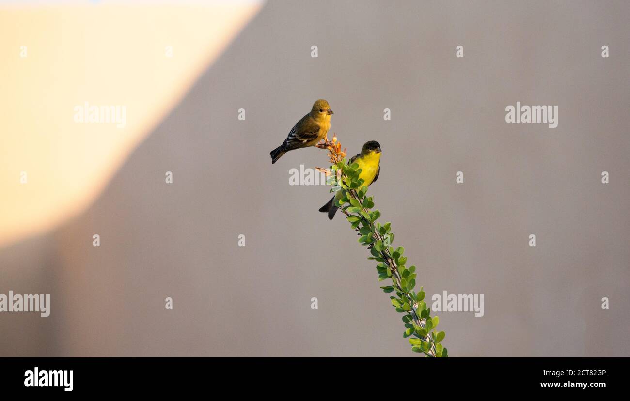Lesser Goldfinch, male and female pair, perched on ocotillo, a ...