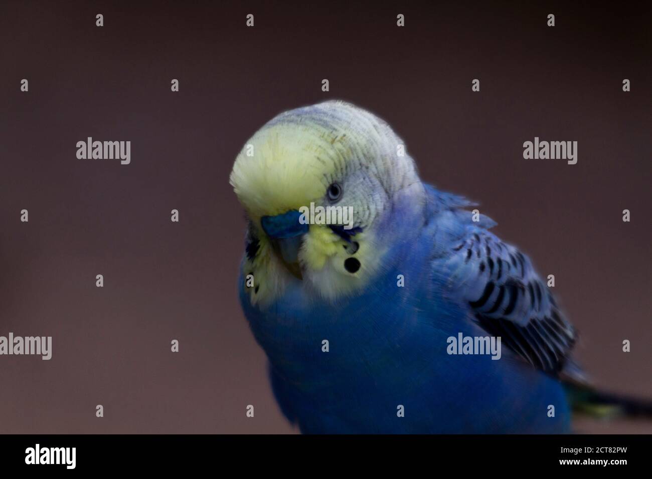 Beautiful vivid blue of shell parakeet in Florida against clean ...