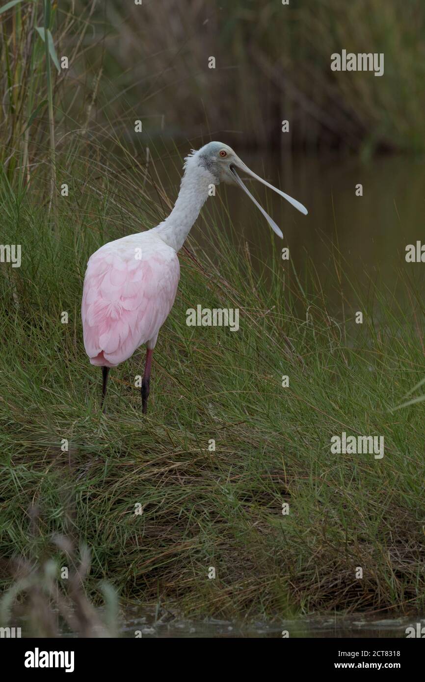 Louisiana swamp spoonbill hi-res stock photography and images - Alamy