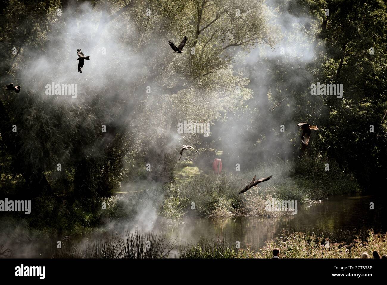 Birds of prey fly outdoors during a falconry exhibition Stock Photo - Alamy