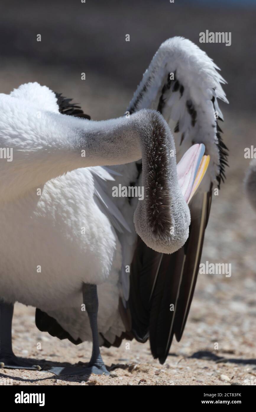 Australian pelican with neck and head twisted awkwardly in humorous ...