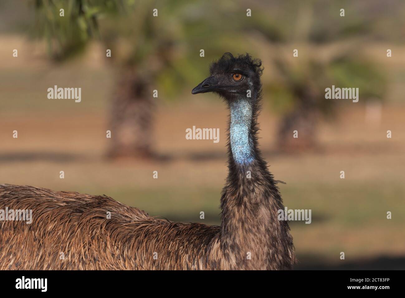 Selected focus on beautifully colorful emu with head turned and showing ...