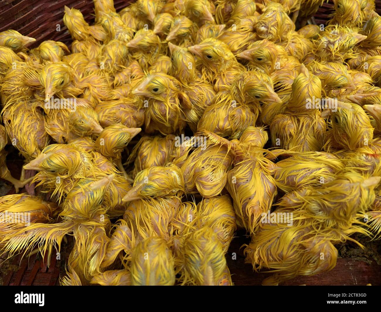 Dyed baby chicks hi-res stock photography and images - Alamy