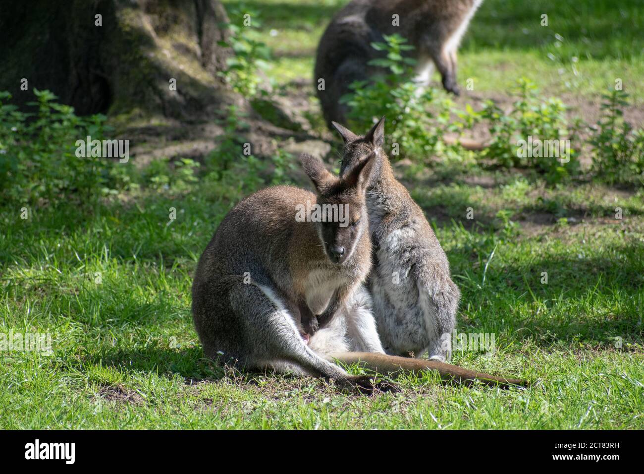 Two kangaroos sitting on the grass at a zoo Stock Photo - Alamy