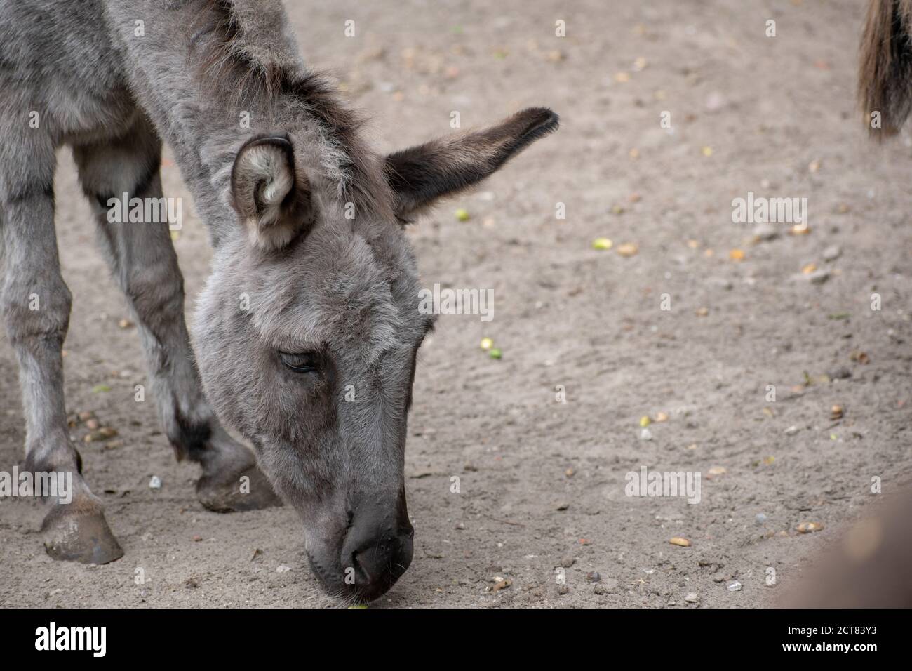 Closeup shot of a donkey feeding at the zoo Stock Photo - Alamy