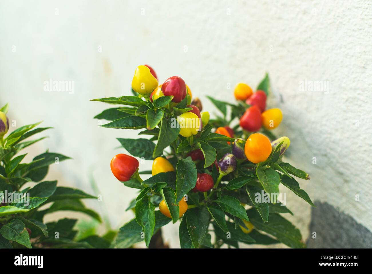 Chilli flower pot hi-res stock photography and images - Alamy