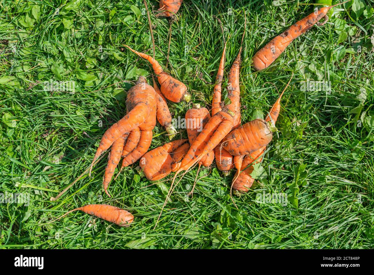 Deformed vegetable hi-res stock photography and images - Alamy