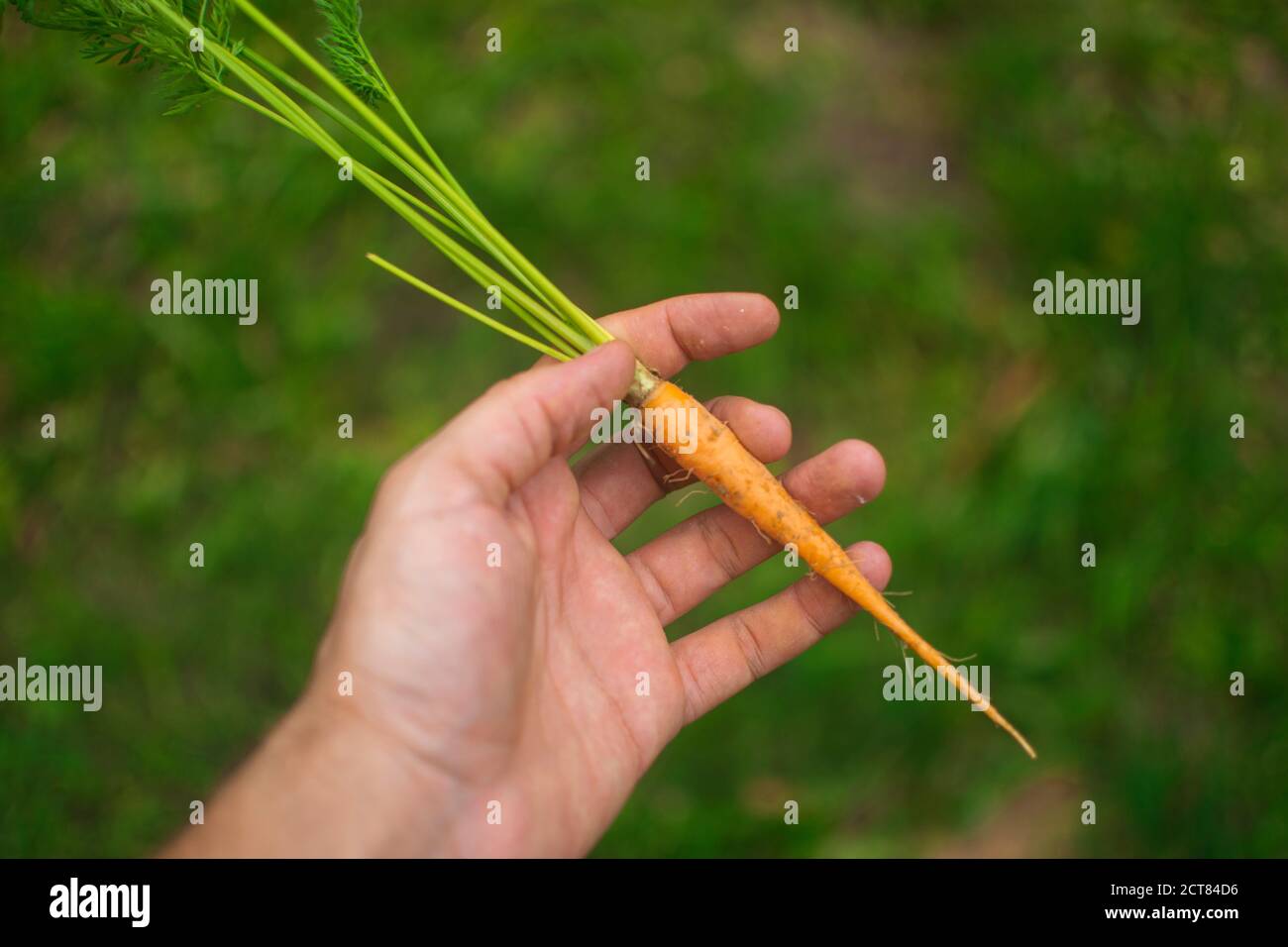Human hand holding young carrot collected from garden in late summer ...
