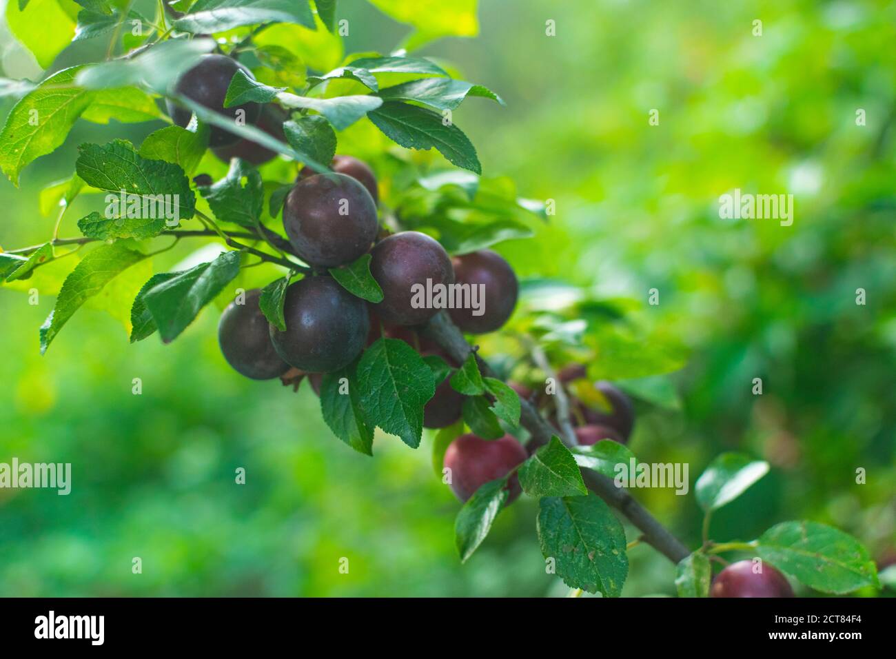 Prune fruit tree in summer hi-res stock photography and images - Alamy