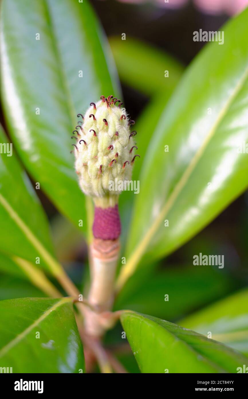 Close-up of a cone-like Magnolia fruit and large green leaves in Autumn ...