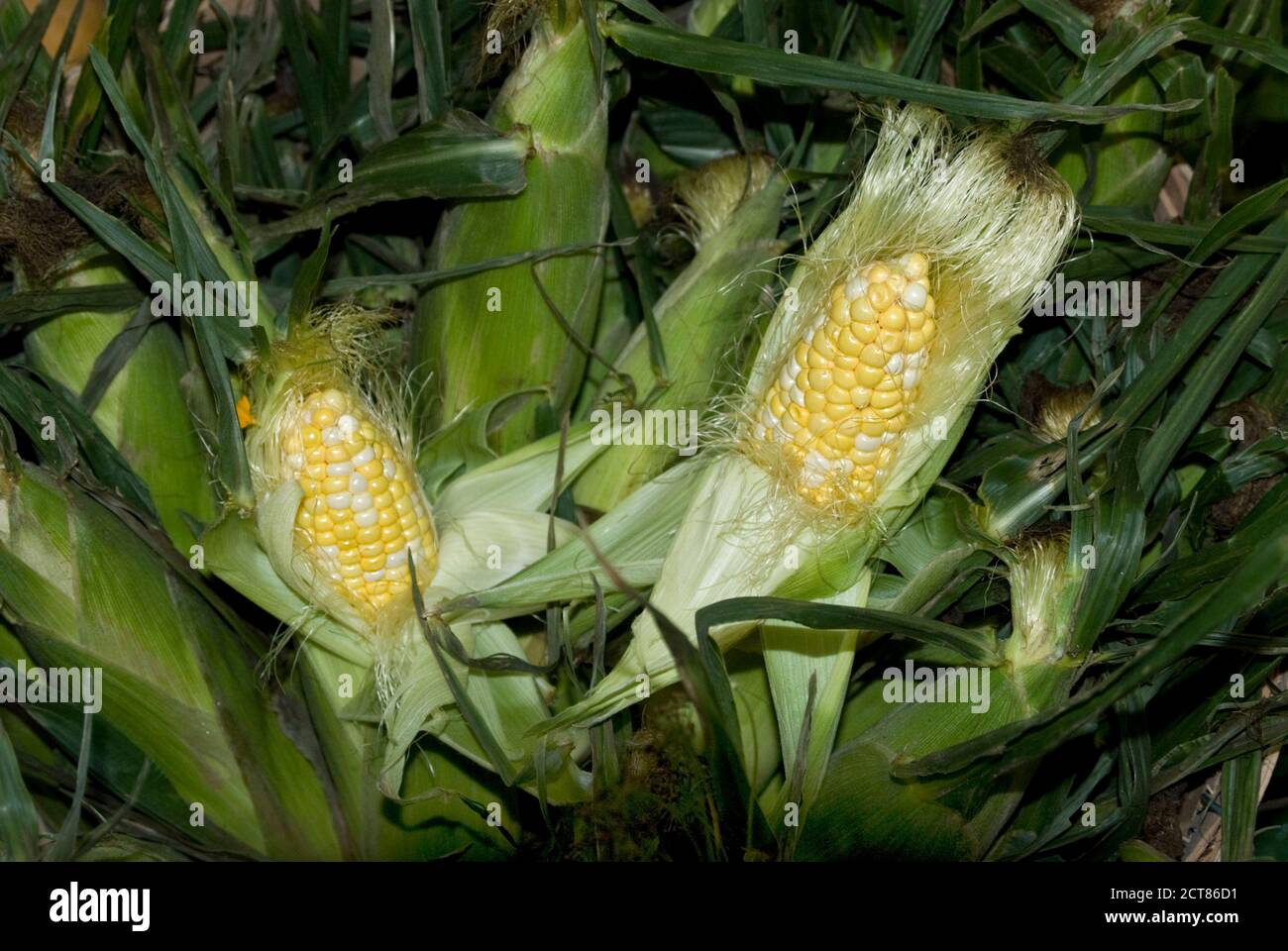 Ears of corn hi-res stock photography and images - Alamy