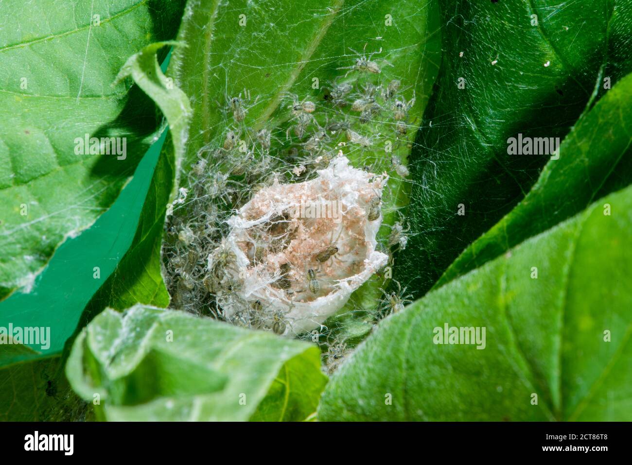 Kansas City, Kansas. Nursery Web Spider, Pisaurina mira. Newly emerged ...