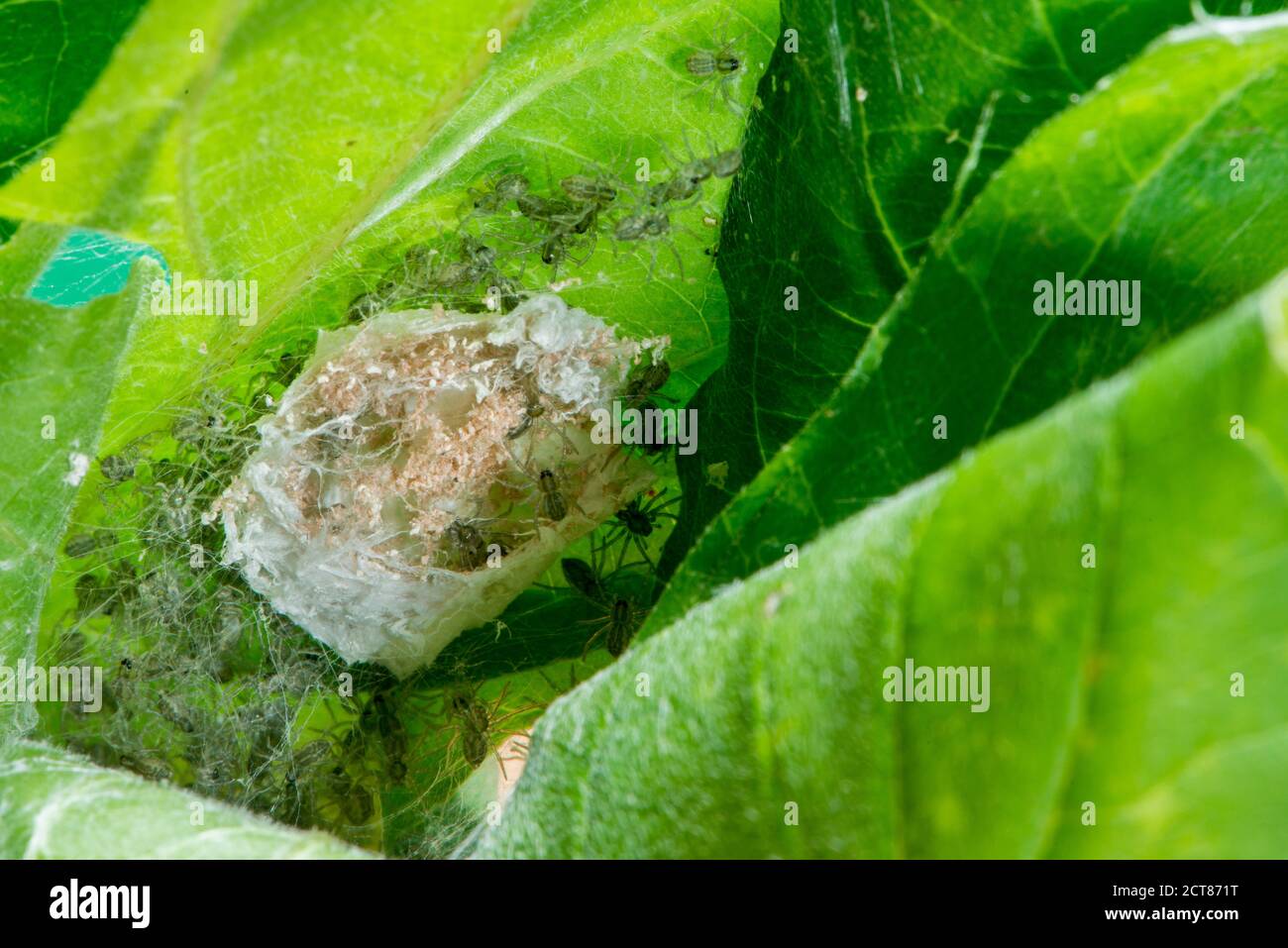 Spiderlings hi-res stock photography and images - Alamy