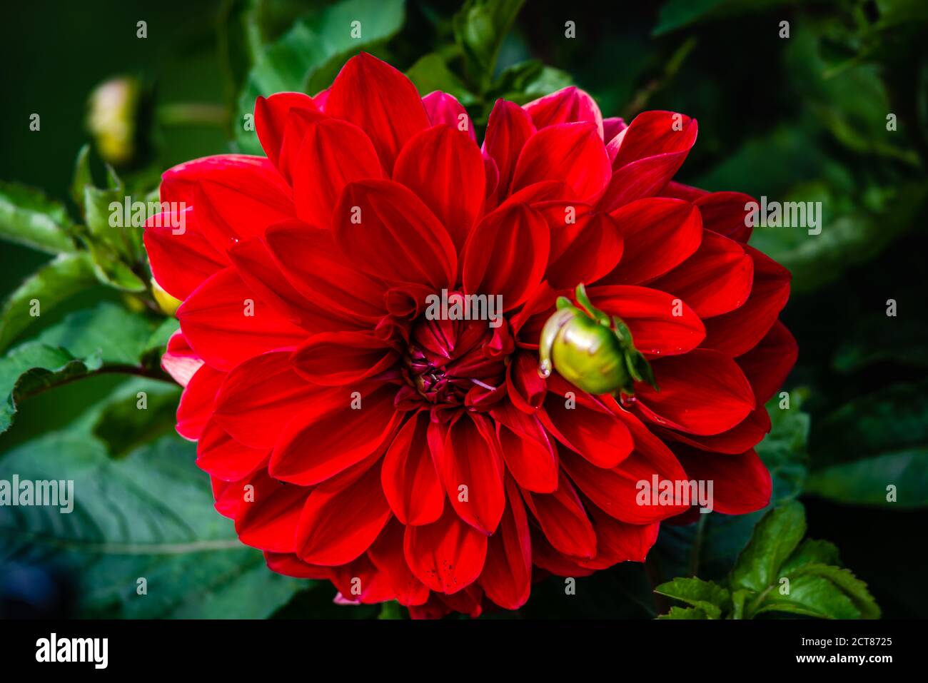Deep red flower dahlias hi-res stock photography and images - Alamy