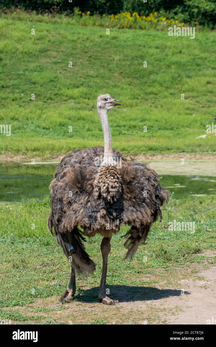 Apple Valley, Minnesota. Minnesota Zoo. Portrait of an Ostrich Stock ...