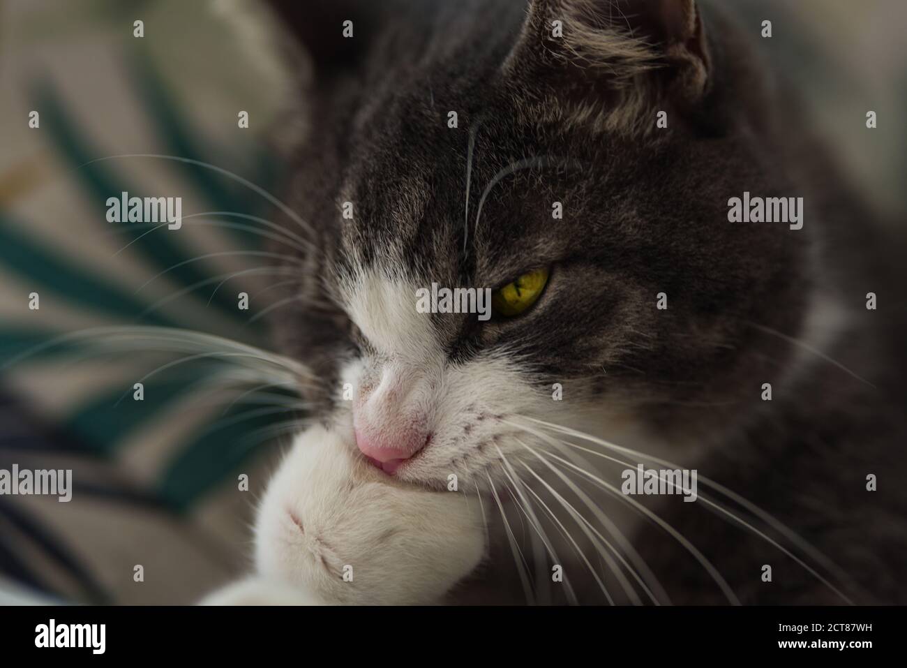 Angry looking cat breed hi-res stock photography and images - Alamy