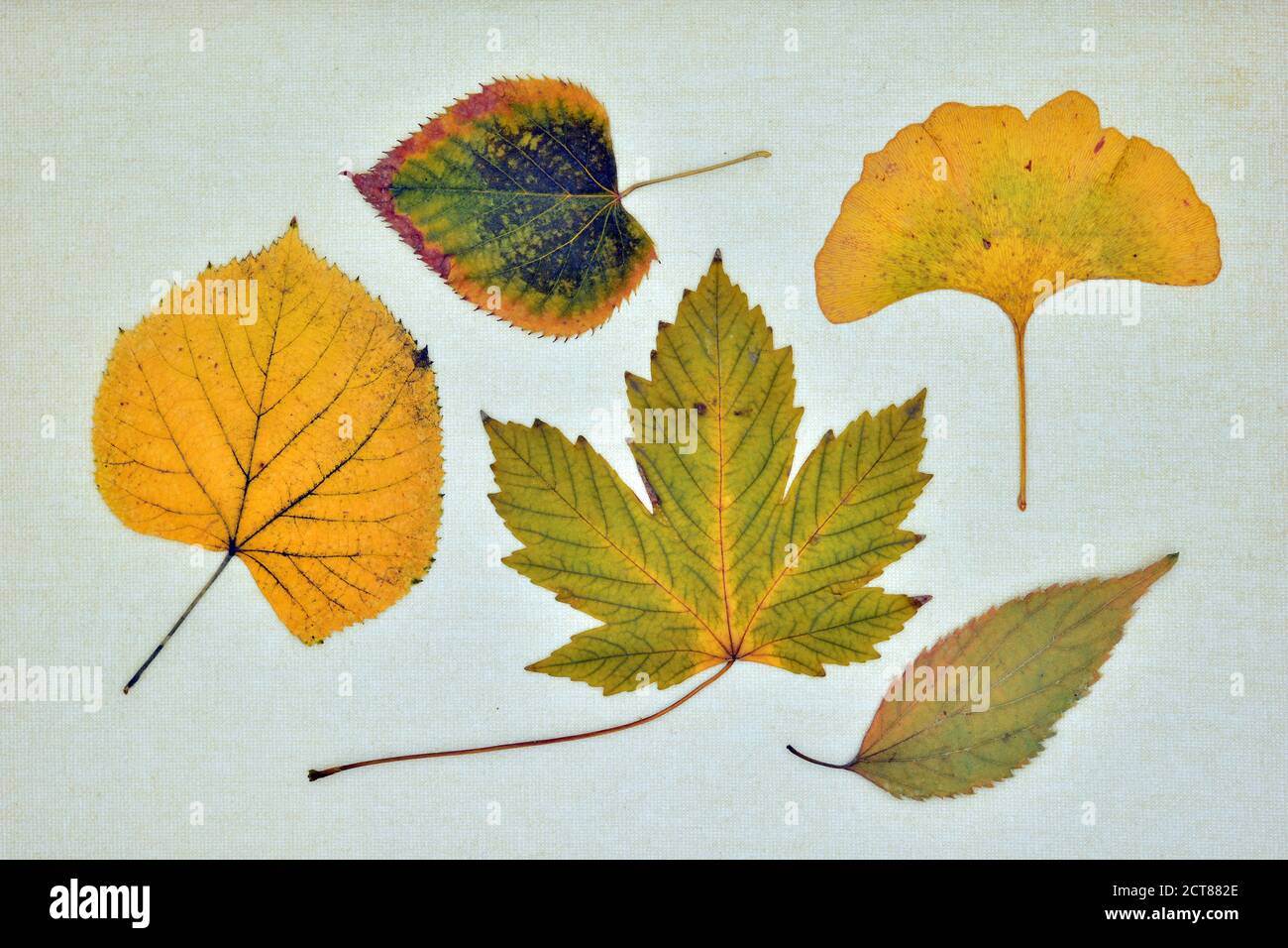 Hoja en blanco hi-res stock photography and images - Alamy