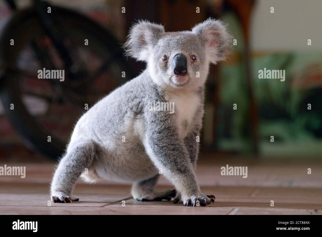 IZZY S KOALA WORLD, (Season 1, ep. 101, aired Sept. 15, 2020). photo ...