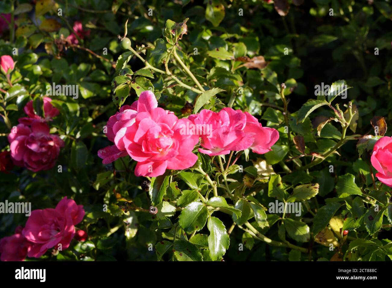 Red rose bush growing wild, red flowers, flowering plant Stock Photo ...