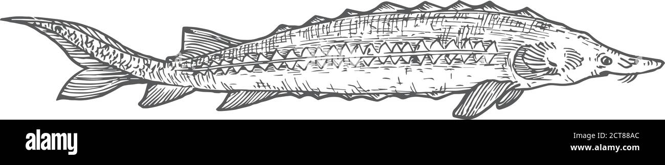 Sturgeon drawing hi-res stock photography and images - Alamy