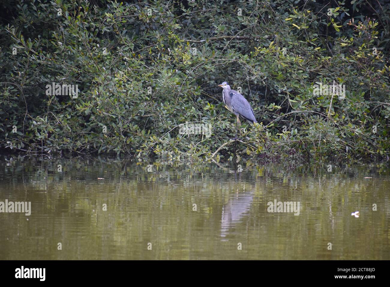 Familiar british wetland bird hi-res stock photography and images - Alamy