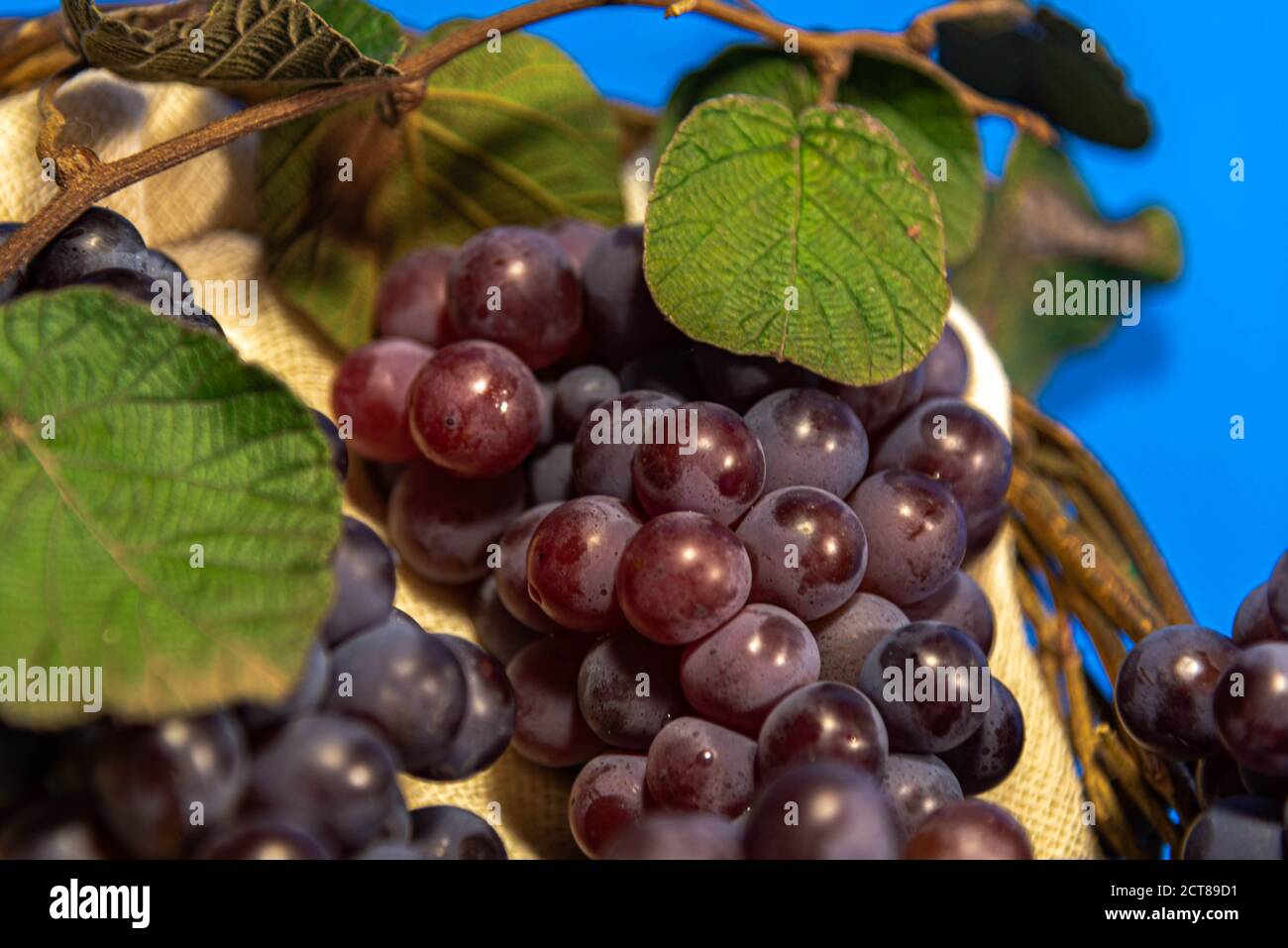 Bunches of table grapes. Fruits for fresh consumption. Grapes for wine ...