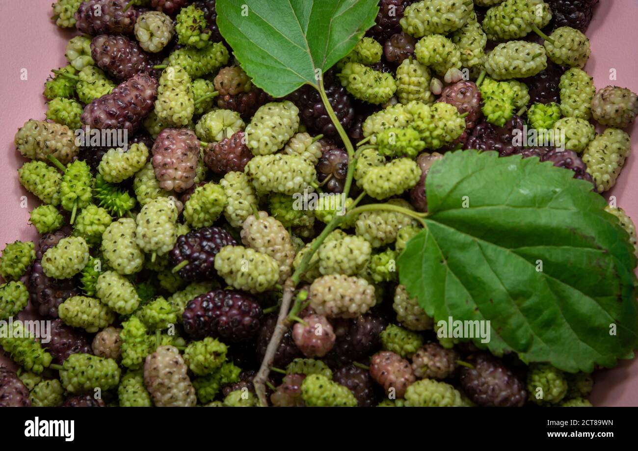 Fruits of Morus alba L .. Medicinal plant. Favorite fruit of the ...