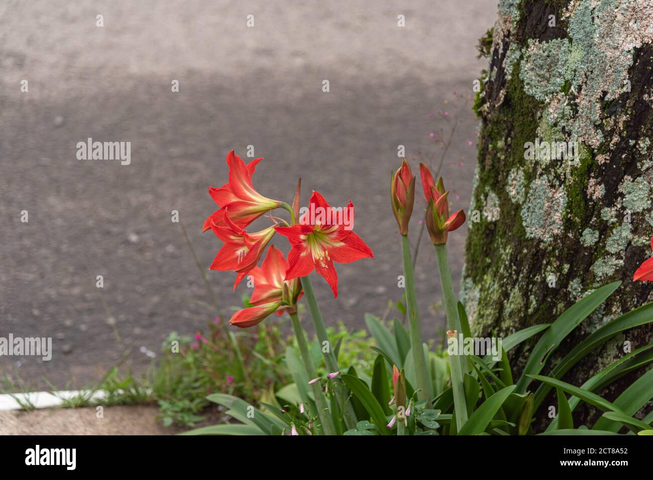 Flowers of red lilies. Red lily is the popular name for a plant in the ...