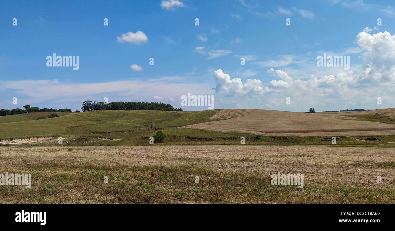 Rural landscape. Blue and endless sky. Soy production fields in ...
