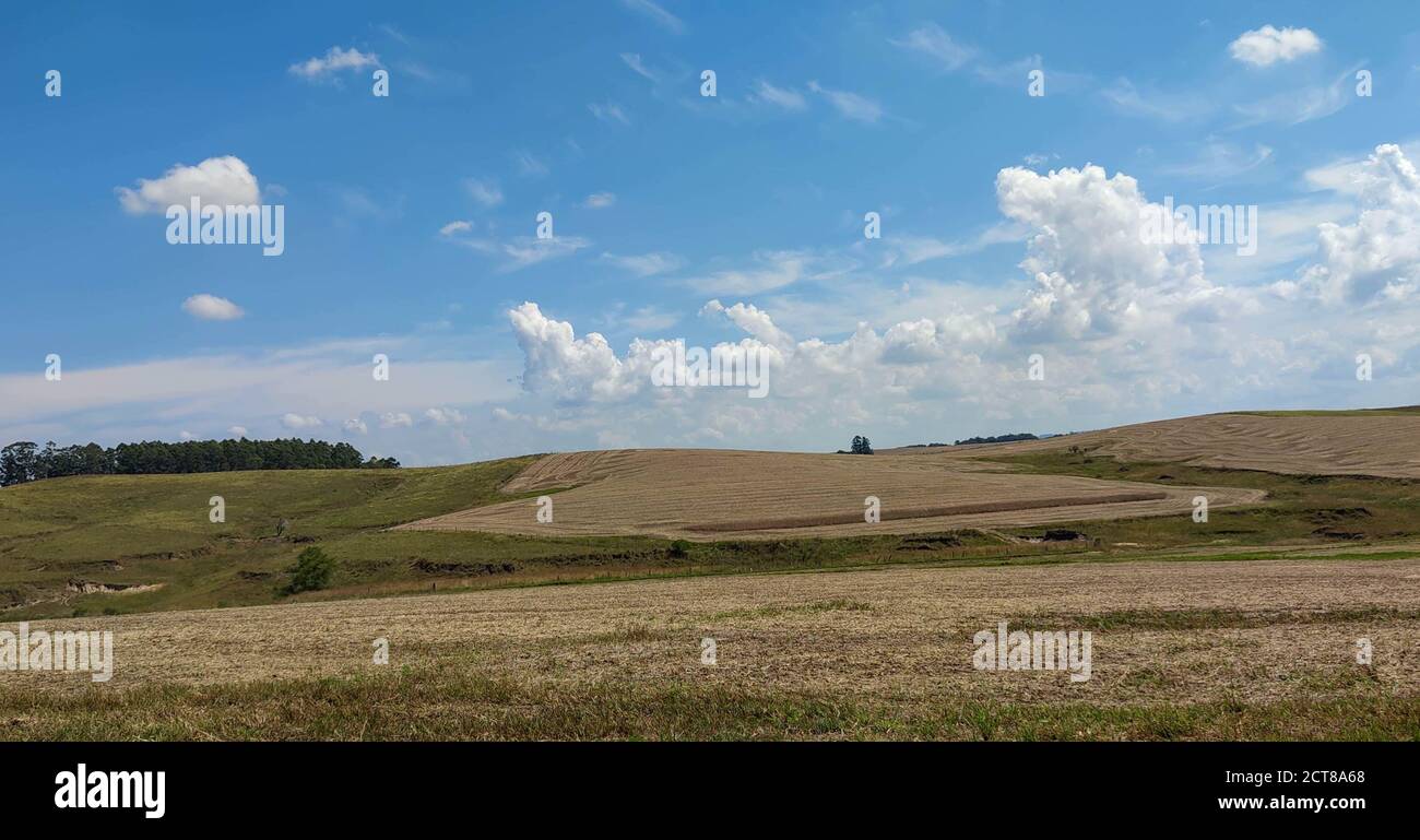 Rural landscape. Blue and endless sky. Soy production fields in ...