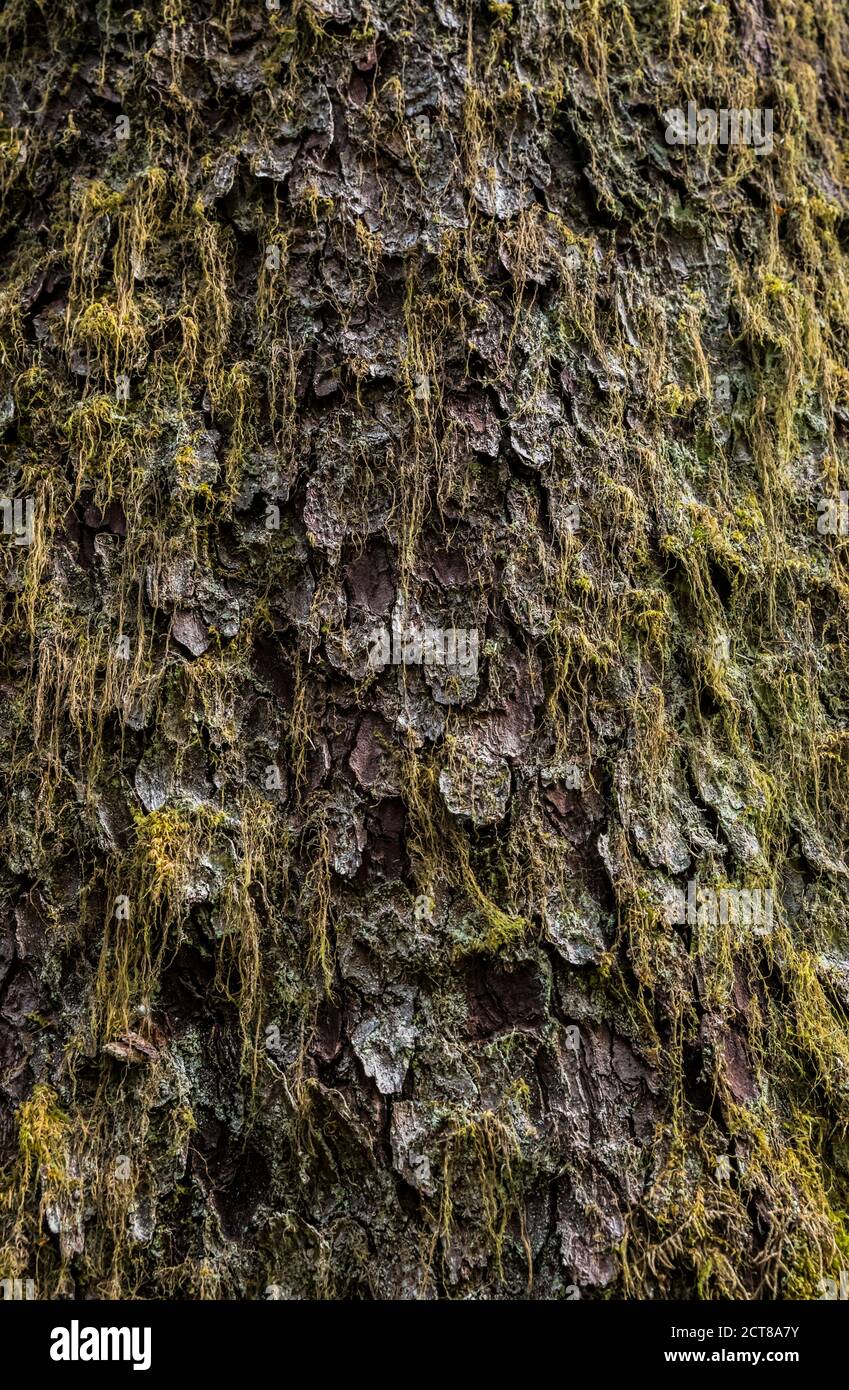Sitka spruce moss hi-res stock photography and images - Alamy