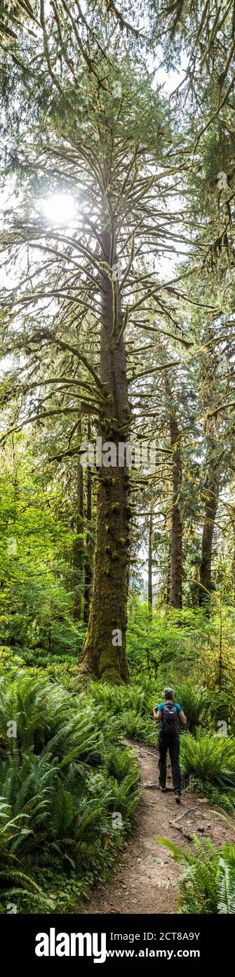A vertical panoramic image of a woman hiking in the Hoh rainforest ...