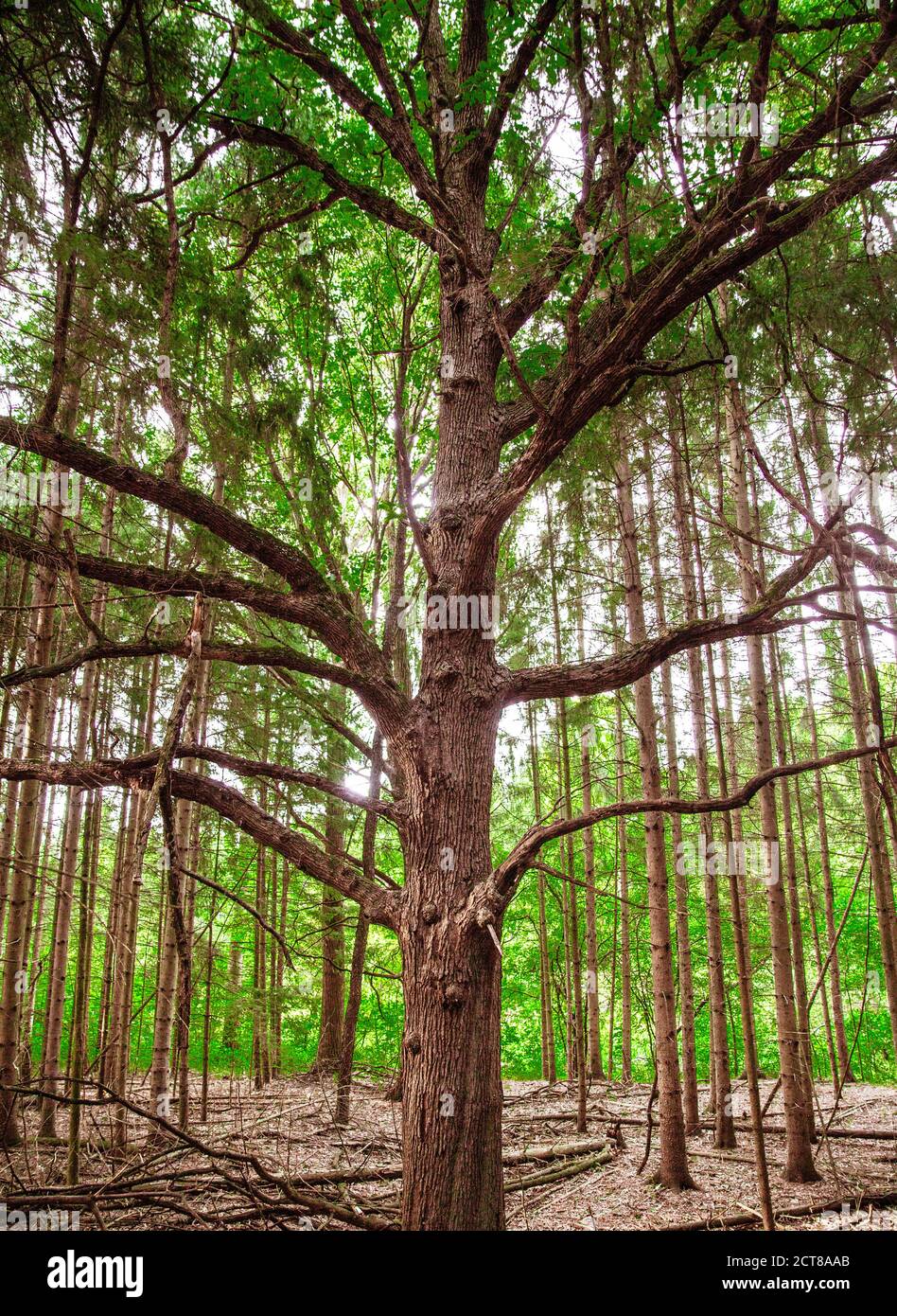 Vertical shot of a tall tree with many branches Stock Photo - Alamy