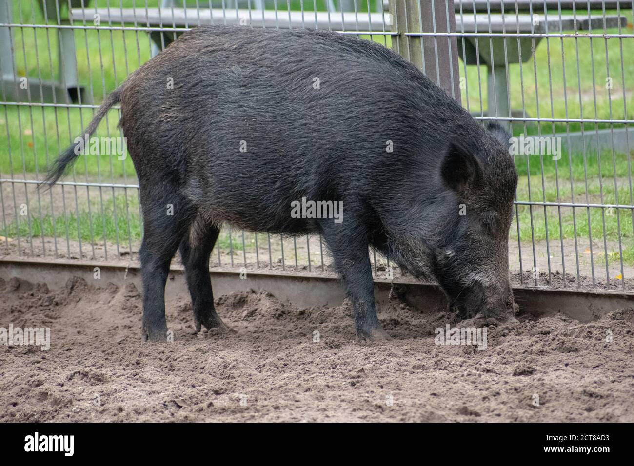 Large wild boar feeding at a zoo Stock Photo - Alamy