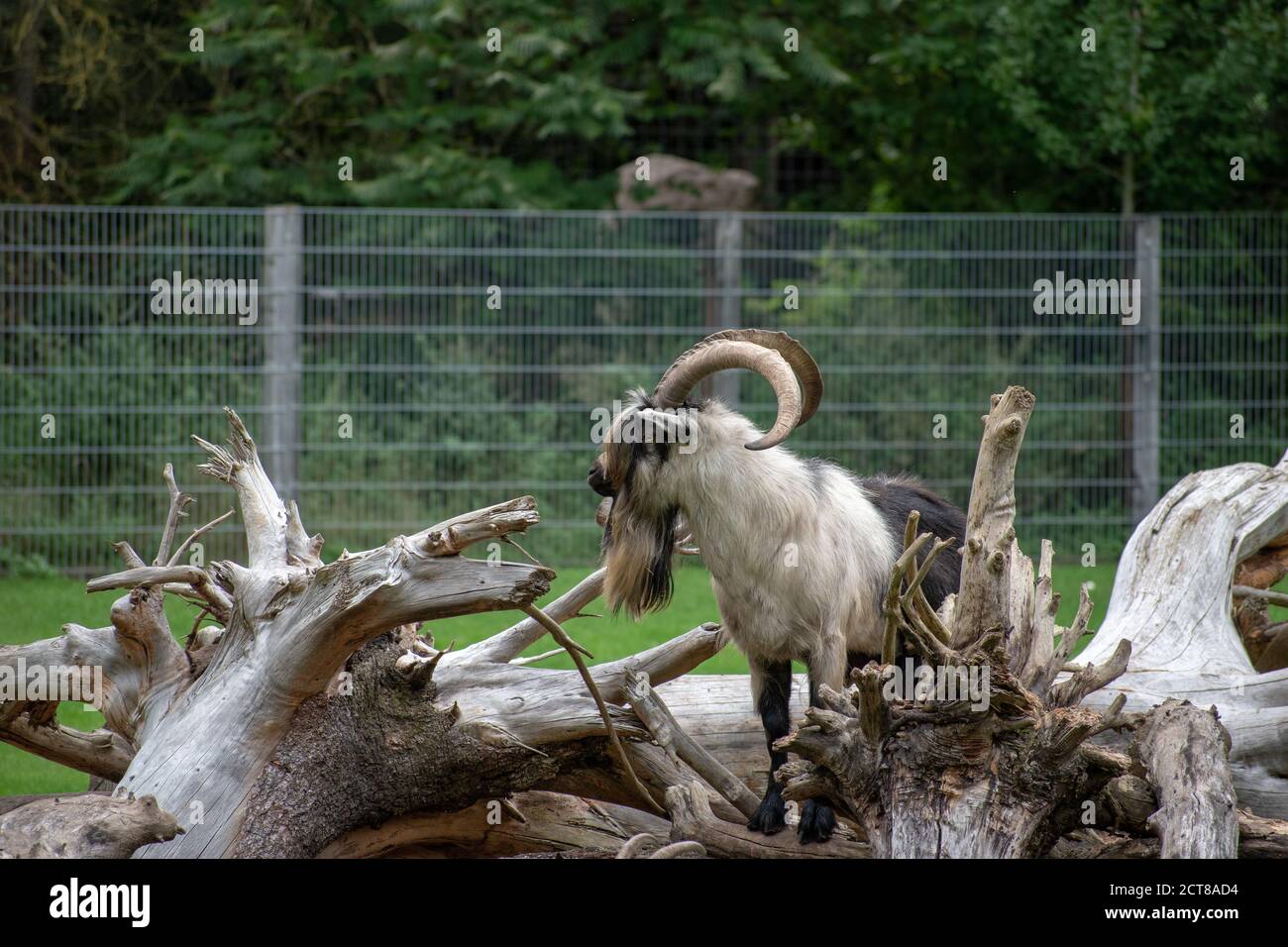 Goat with long fur and horns at a zoo Stock Photo - Alamy
